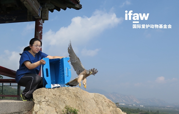 IFAW成立50周年之际发布全新品牌形象_凤凰网